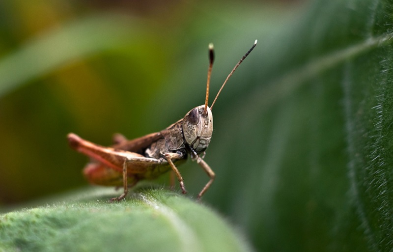 Pantelleria, scoperta nuova specie di grillo: sondaggio per scegliere ...