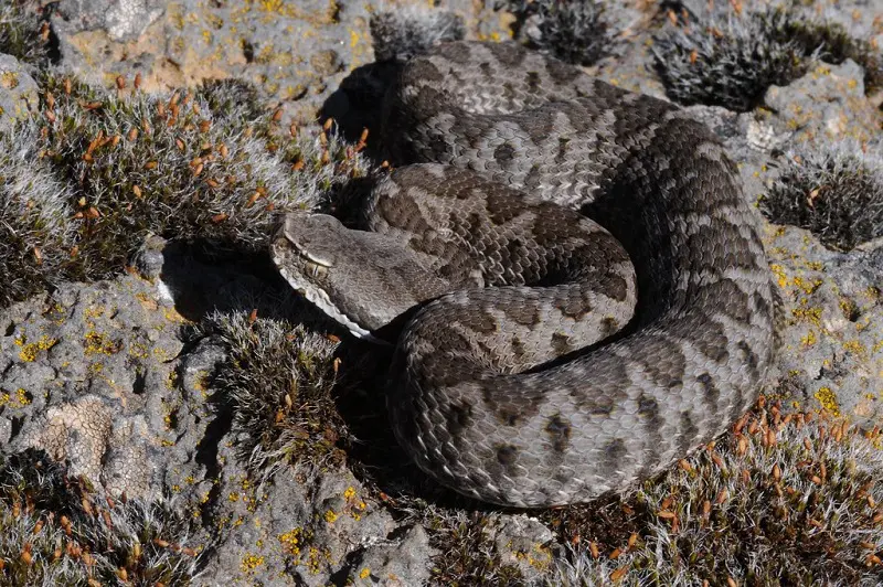 Parco dell'Etna, osservata una specie di vipera presente in Sicilia e ...